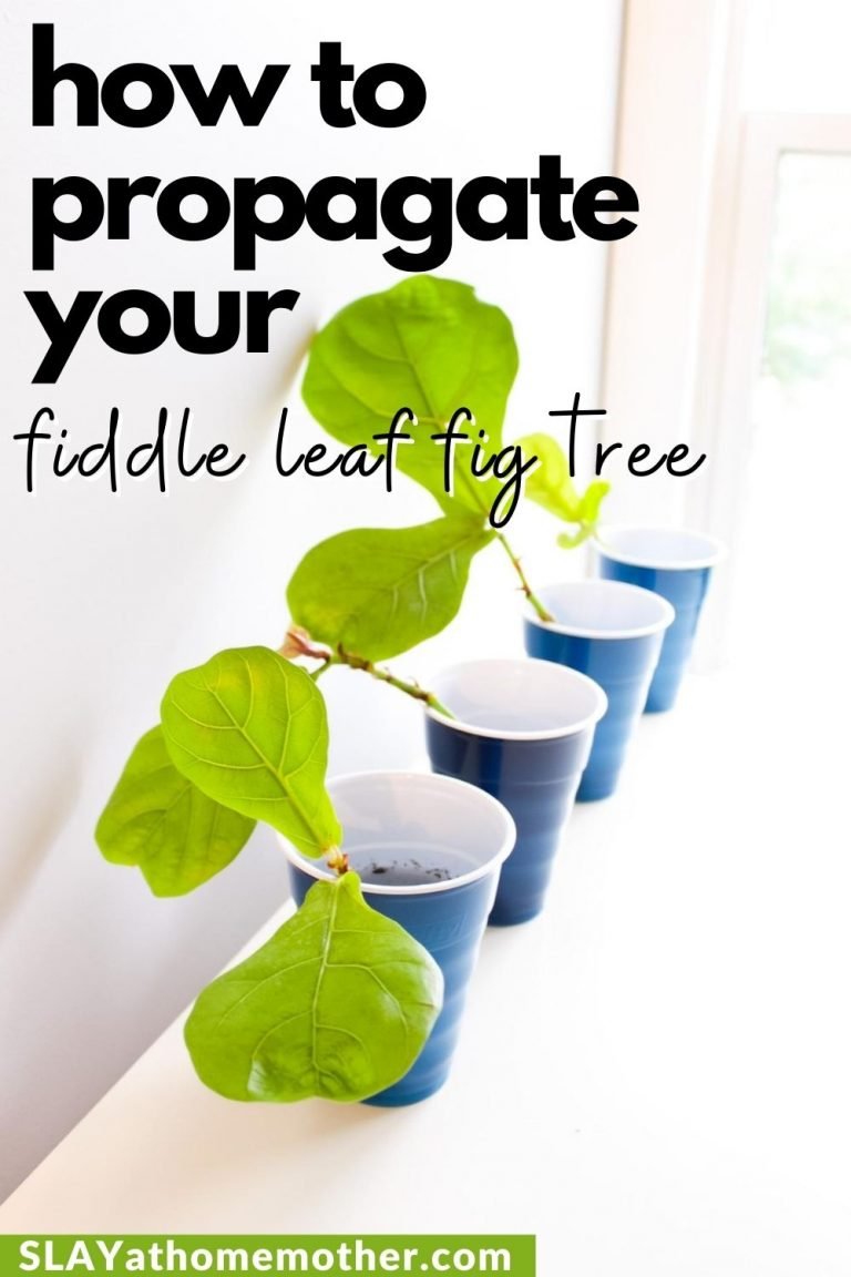 Fiddle Leaf Fig Tree Propagation - Slay At Home Mother