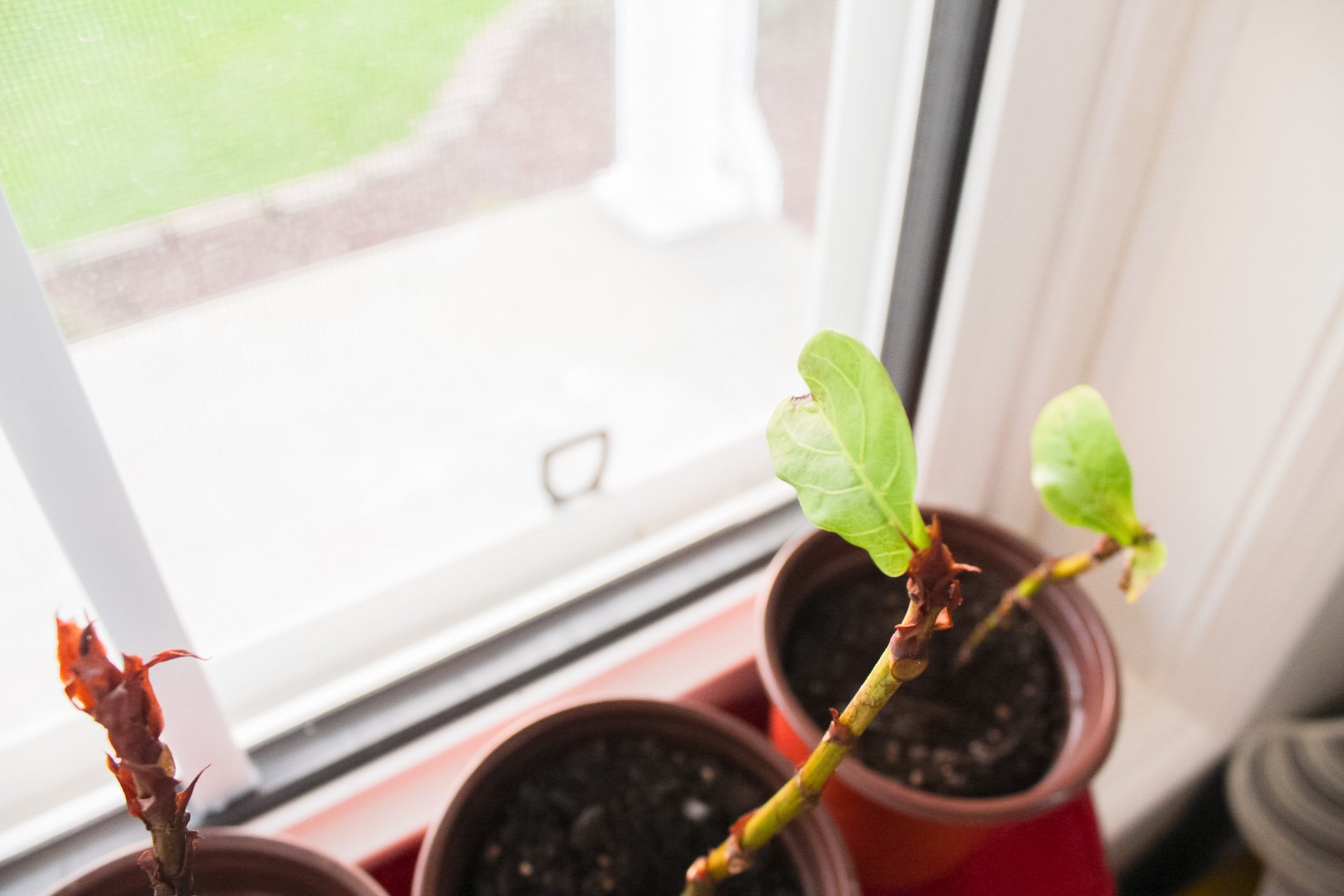Fiddle Leaf Fig Tree Propagation - Slay At Home Mother