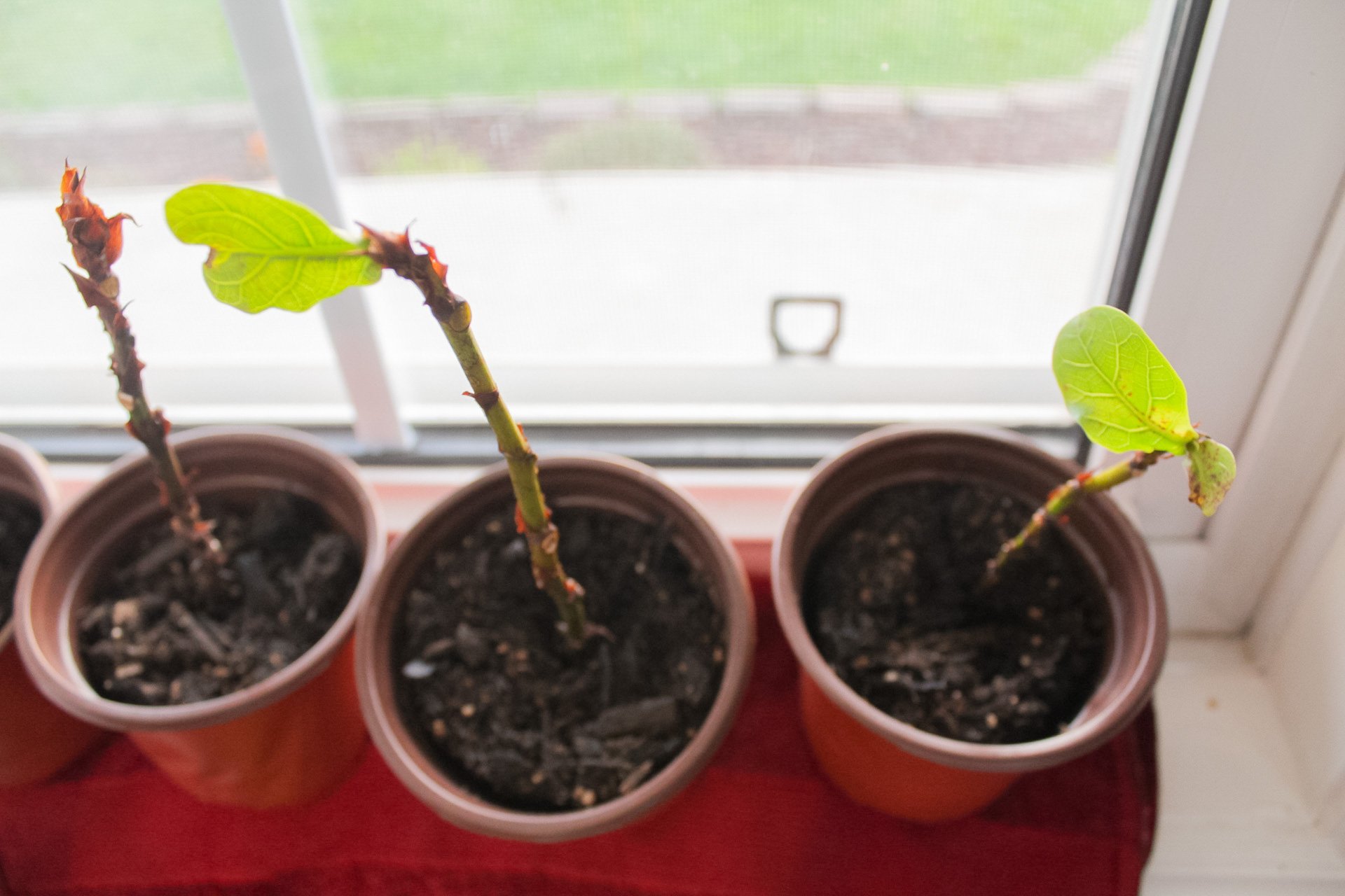 Fiddle Leaf Fig Tree Propagation - Slay At Home Mother