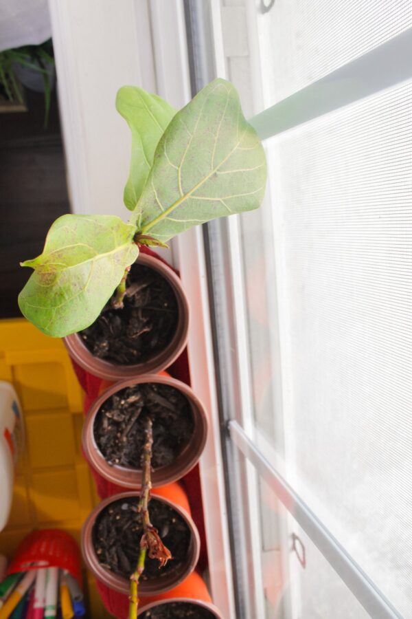 Fiddle Leaf Fig Tree Propagation - Slay At Home Mother
