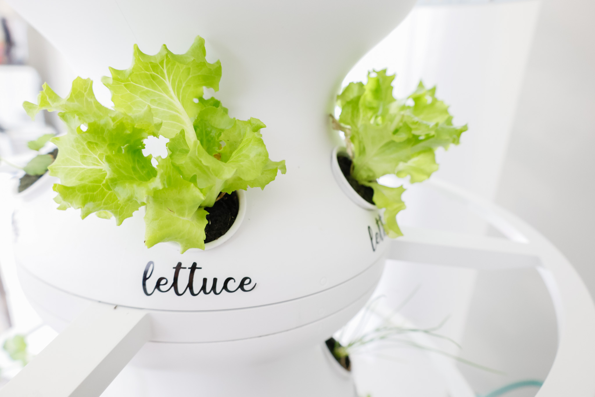 Indoor Vegetable Garden: Lettuce Grow Farmstand Setup with Glow Rings