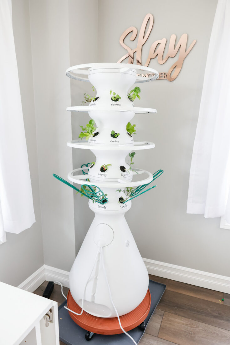 Indoor Vertical Garden 2 Week Check In - Lettuce Grow Farmstand