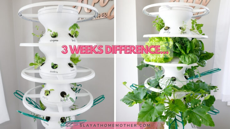 Lettuce Grow Indoor Growing: Week 3 Update