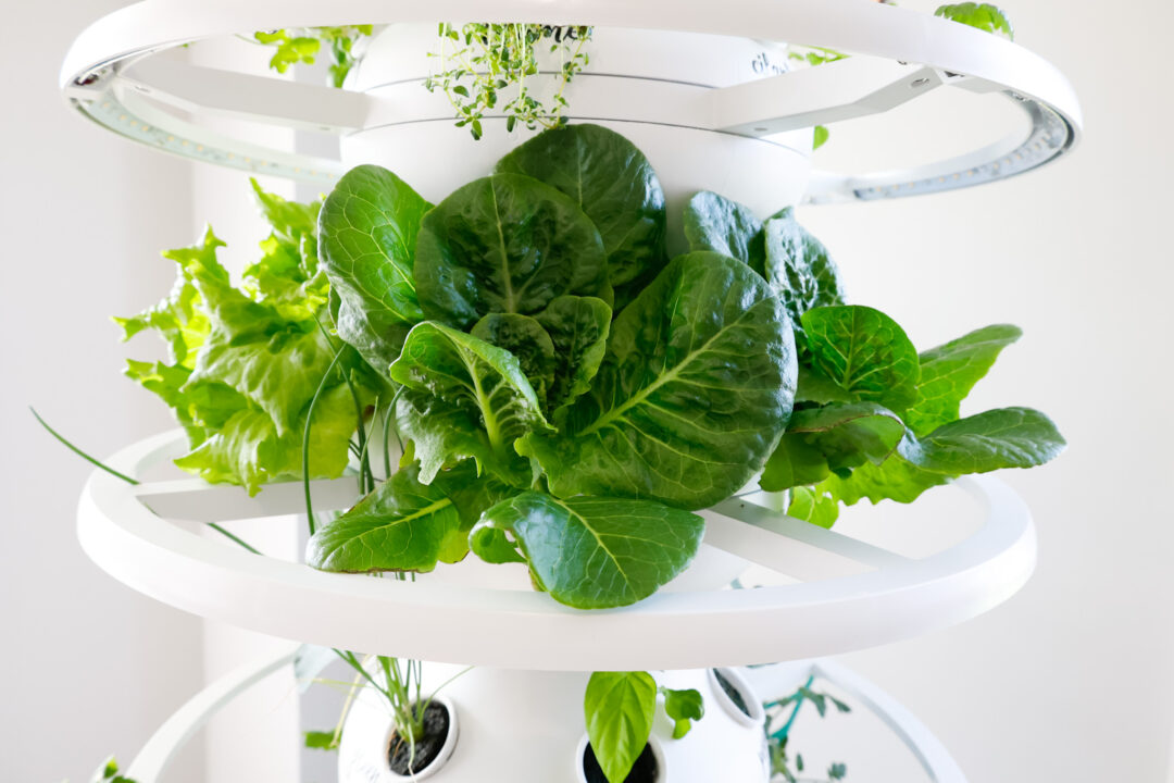 Indoor Vertical Garden 2 Week Check In - Lettuce Grow Farmstand