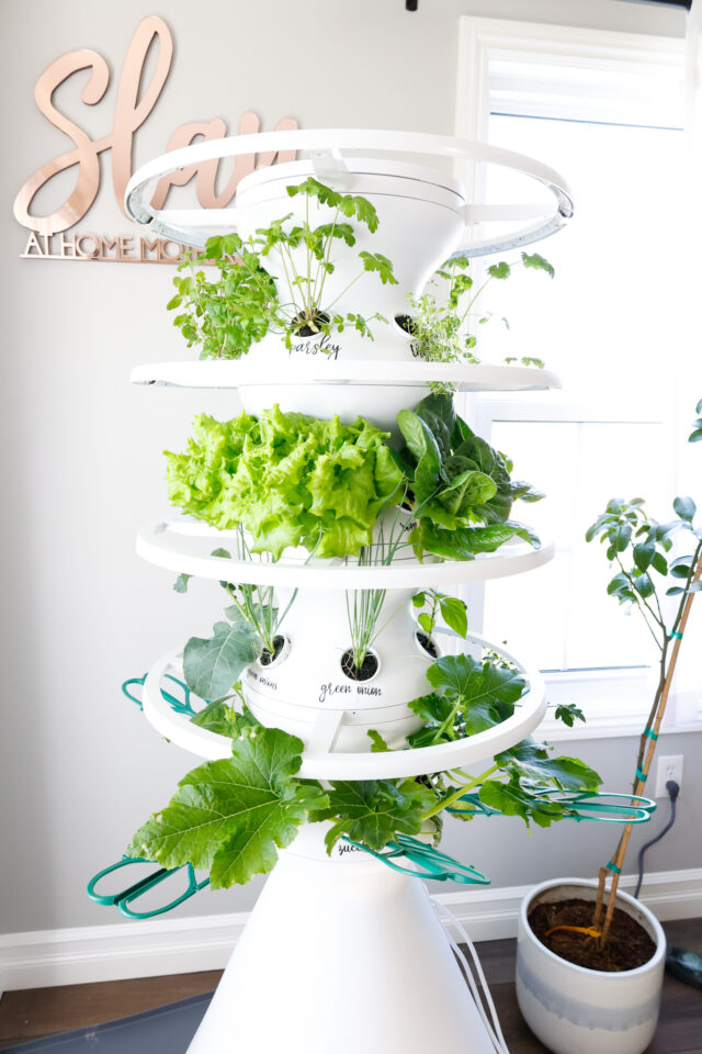 Indoor Vertical Garden 2 Week Check In - Lettuce Grow Farmstand