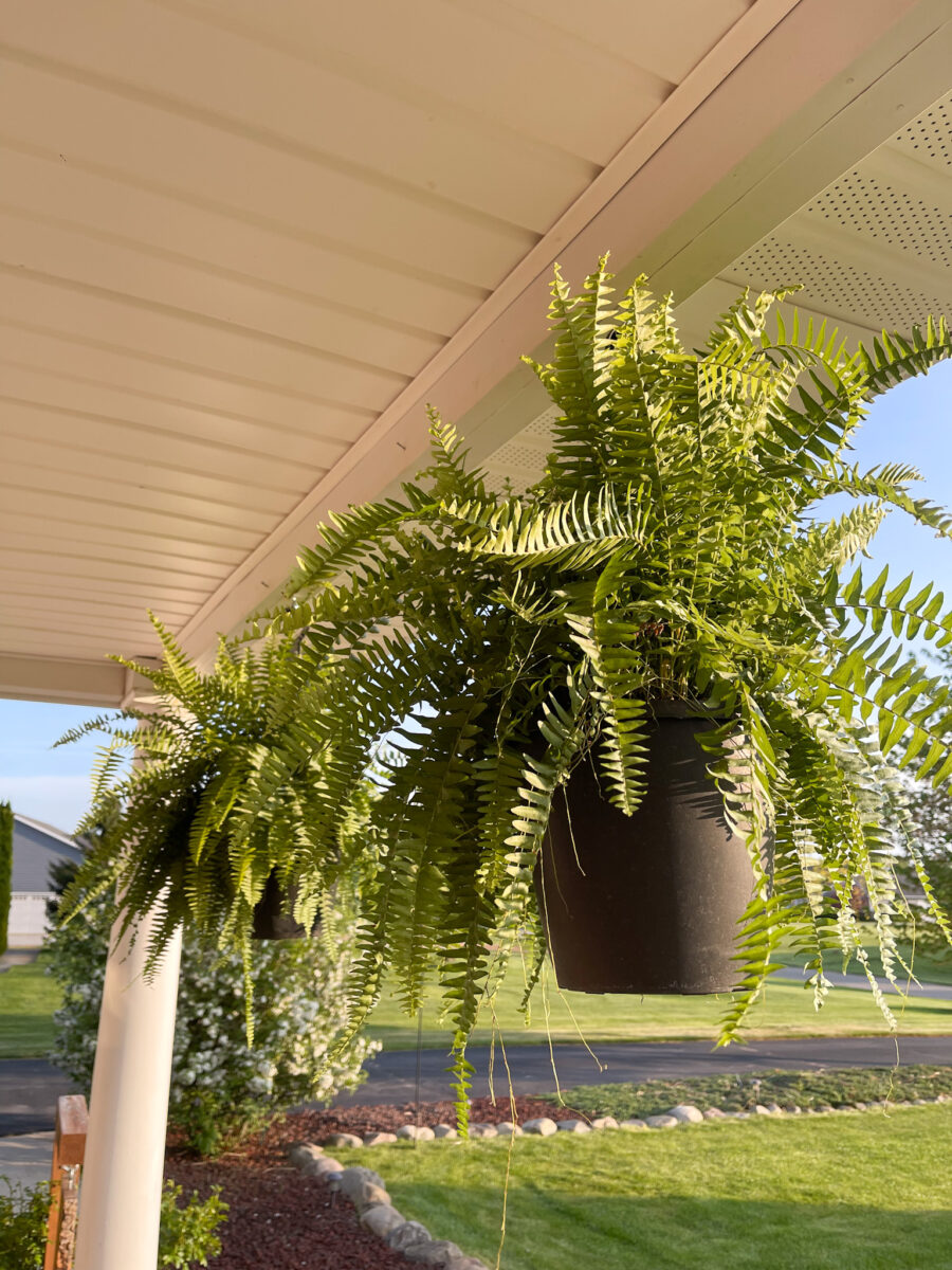 How To Care For Boston Ferns - Slay At Home Mother